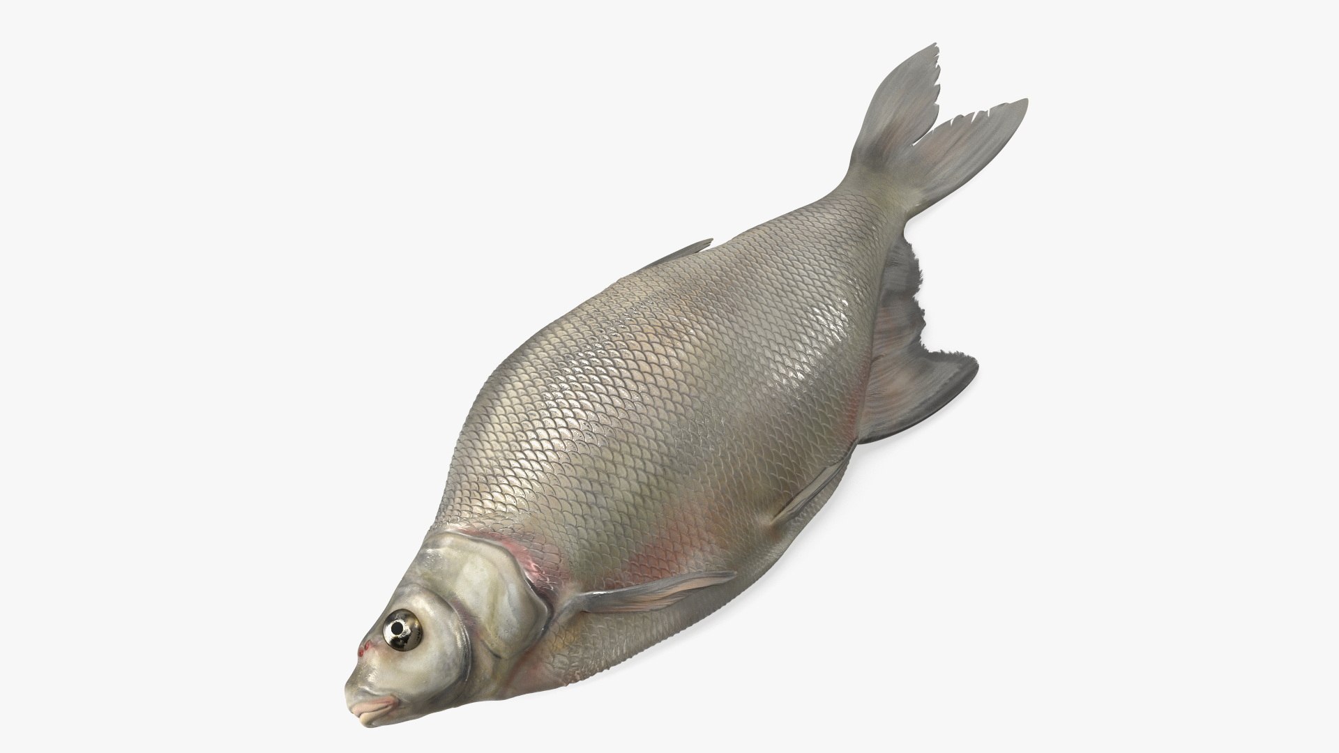 3D Fresh Caught Lying Silver Bream Fish model - TurboSquid 2158208