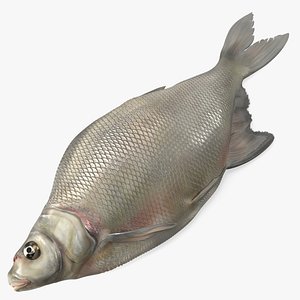 Free 3D Fish Models | TurboSquid