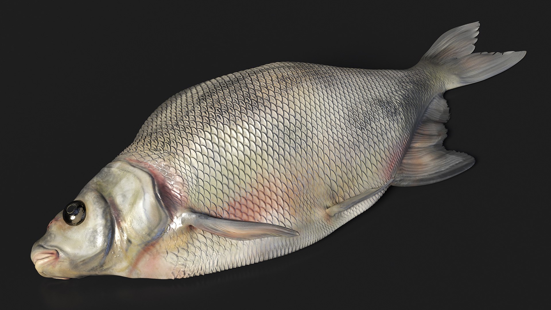 3D Fresh Caught Lying Silver Bream Fish model - TurboSquid 2158208