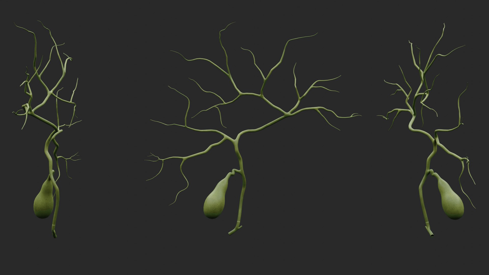 3D Gallbladder Anatomy - TurboSquid 2035071