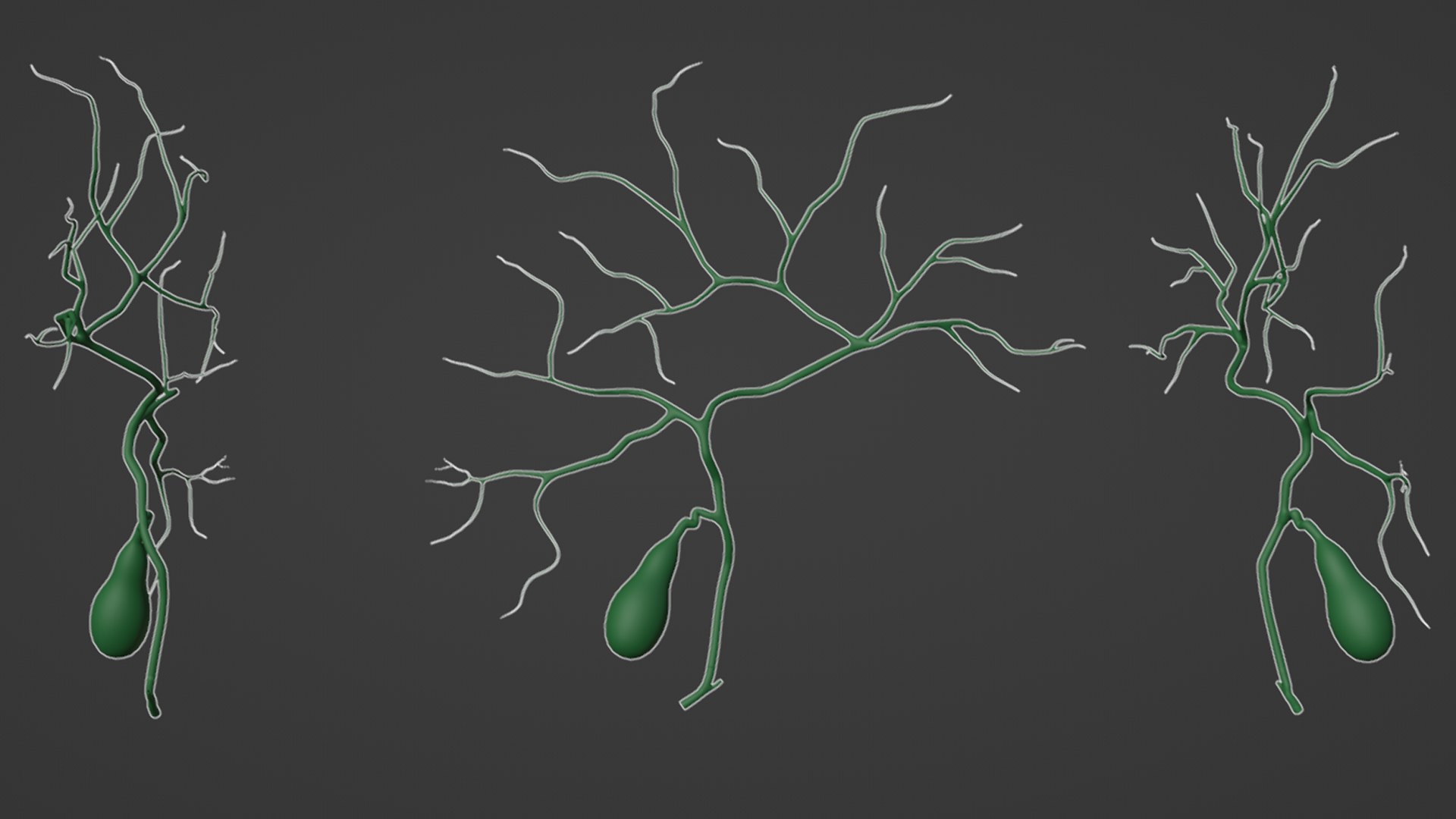 3D Gallbladder Anatomy - TurboSquid 2035071
