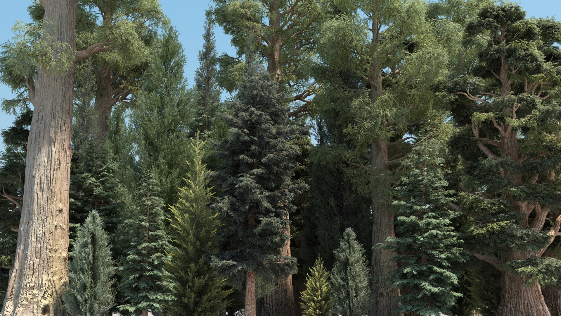 3D Model Conifer Trees 40 Summer - TurboSquid 1384351