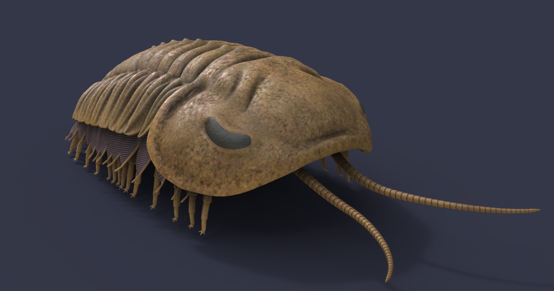 3D Triarthrus Eatoni - TurboSquid 1749749