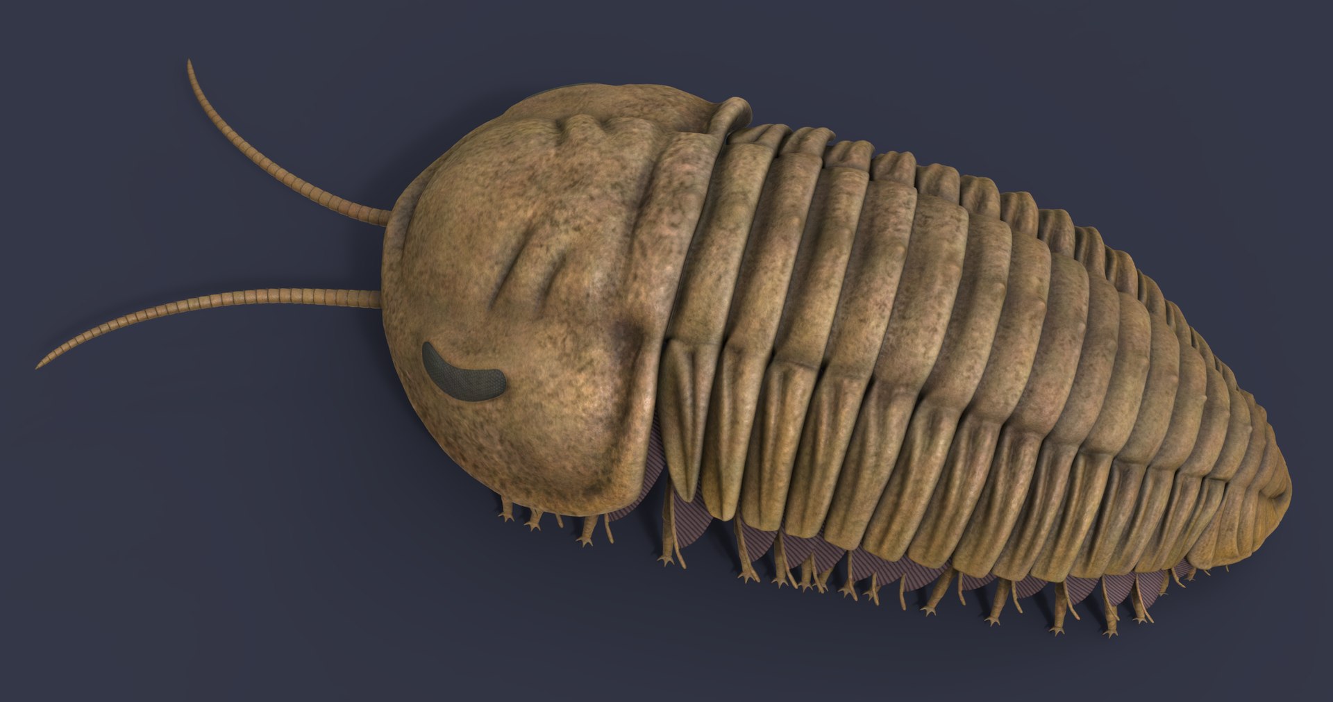 3D Triarthrus Eatoni - TurboSquid 1749749