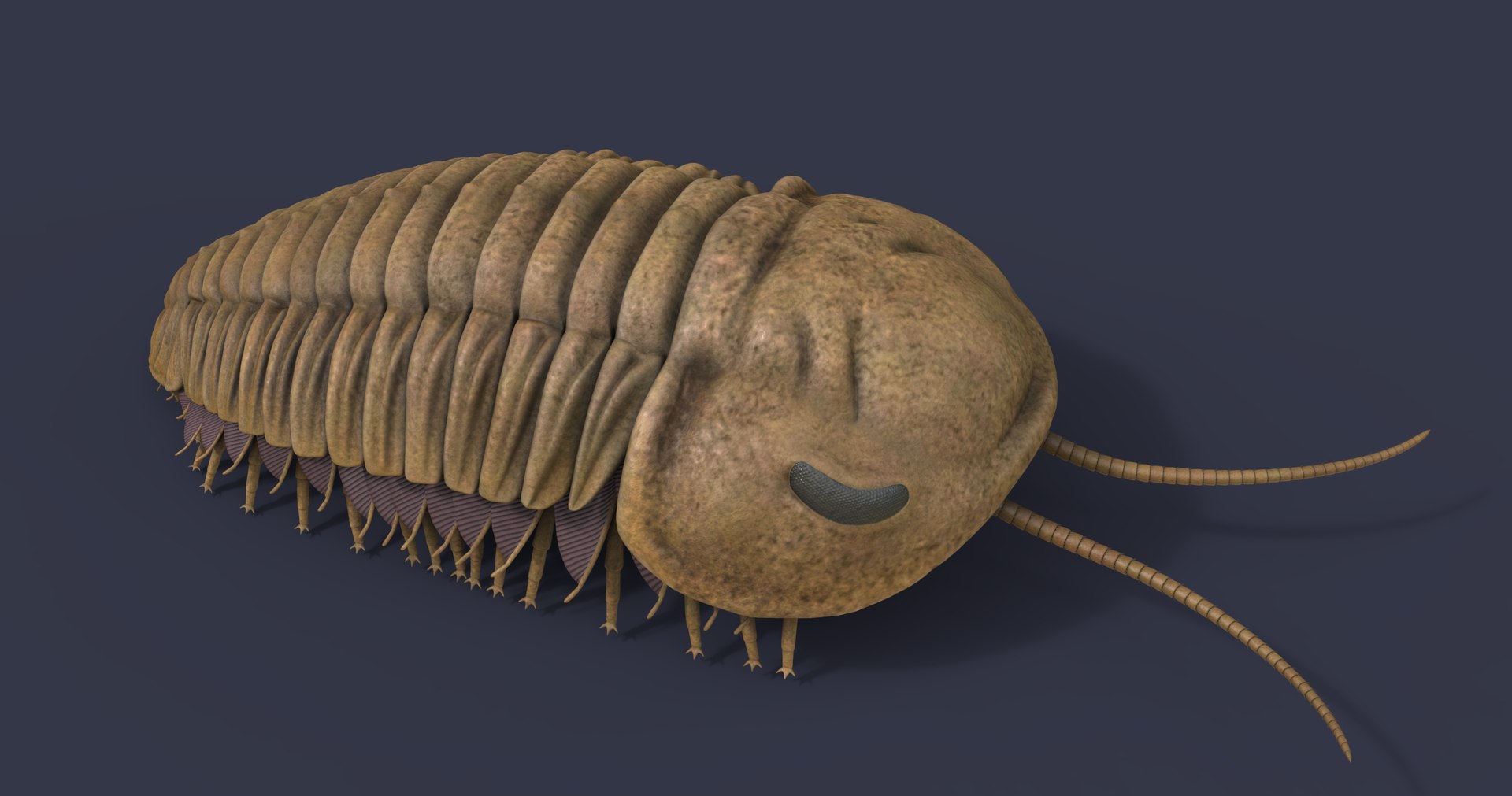 3D Triarthrus eatoni - TurboSquid 1749749