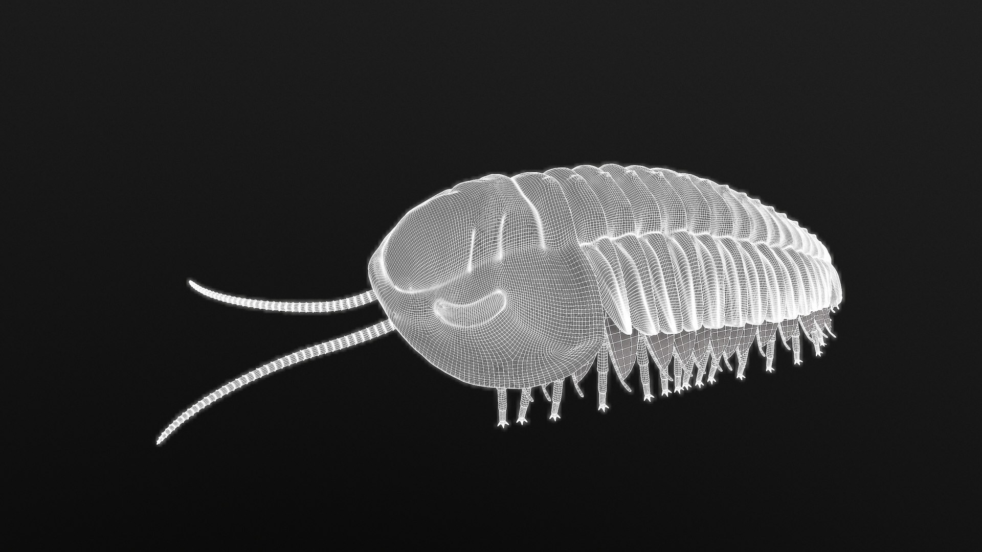 3D Triarthrus Eatoni - TurboSquid 1749749