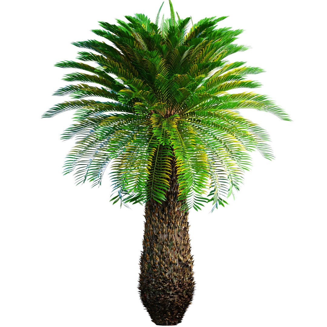 Decorative Evergreen Tall Lush Palm Tree Tropical Outdoor 3D Model ...