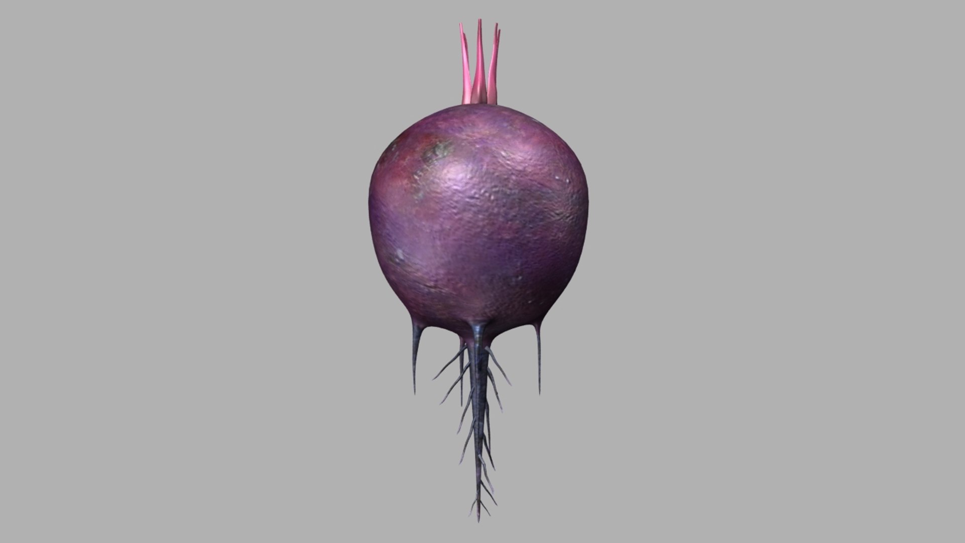 3d Model Beetroot Beet
