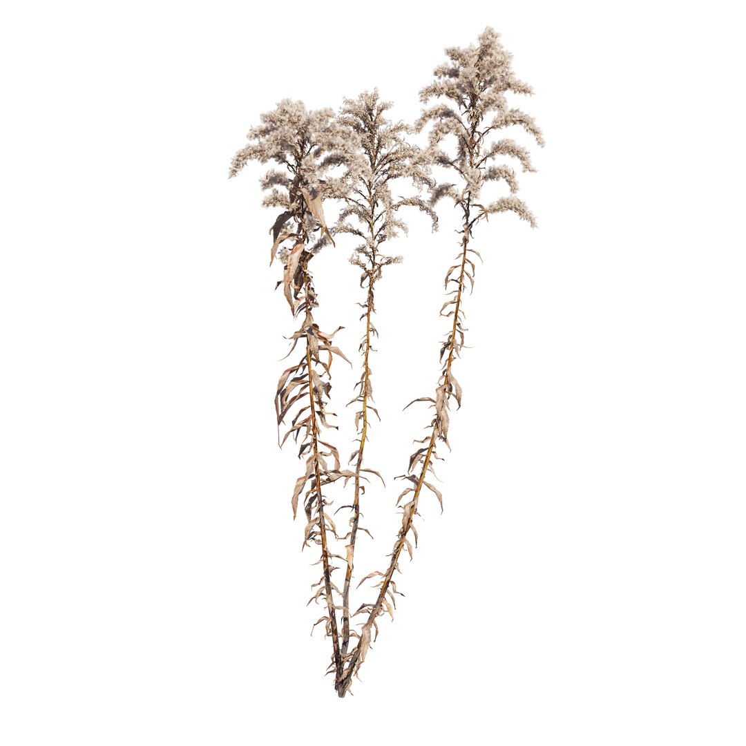 3D Model Goldenrod Plant - TurboSquid 2446319
