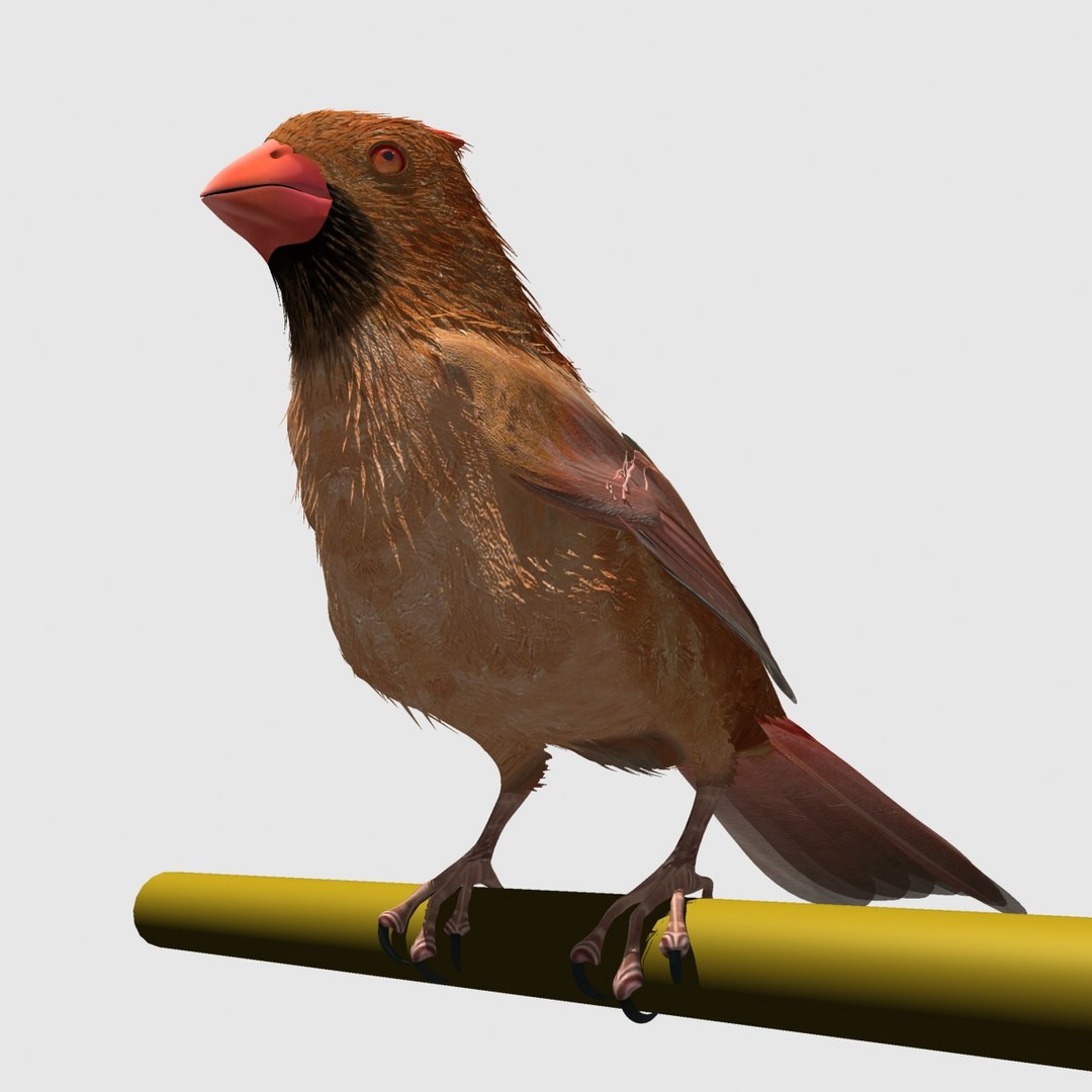 3ds Max Cardinal Female 2012