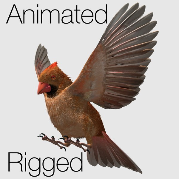 3D Cardinal Models | TurboSquid