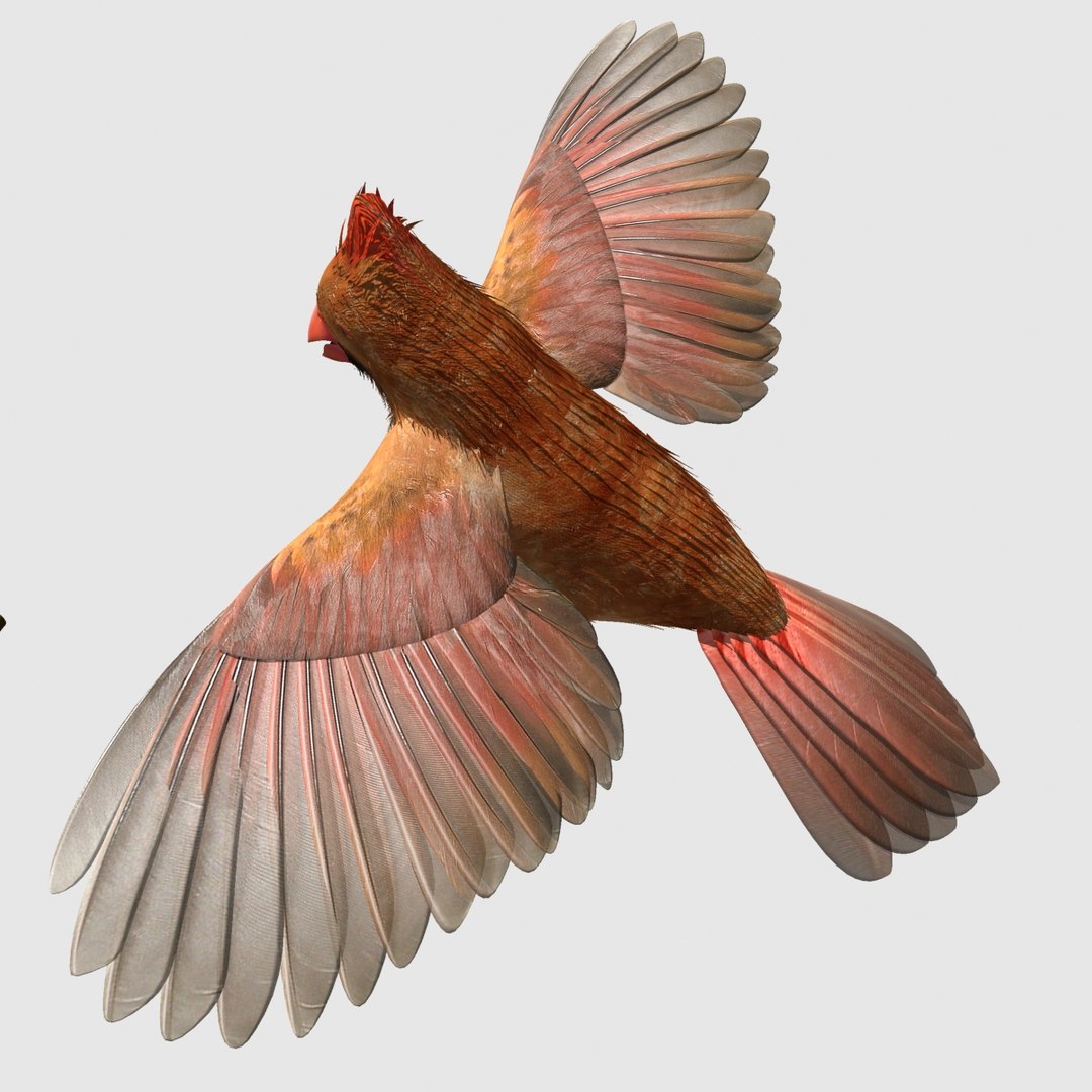 3ds Max Cardinal Female 2012