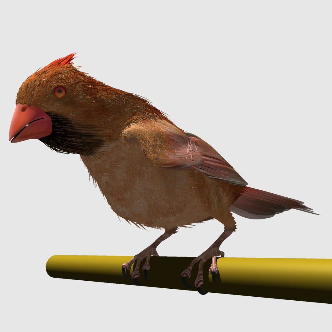 3ds Max Cardinal Female 2012