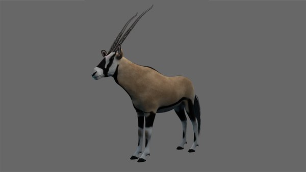 3d kirk s dik-dik model