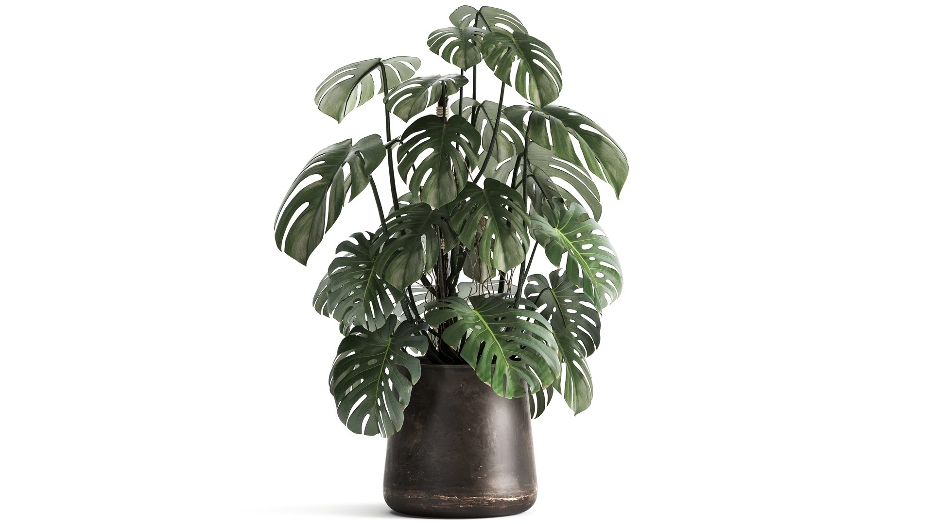 3D Monstera In A Rust Pot For The Interior 1001 - TurboSquid 1749892