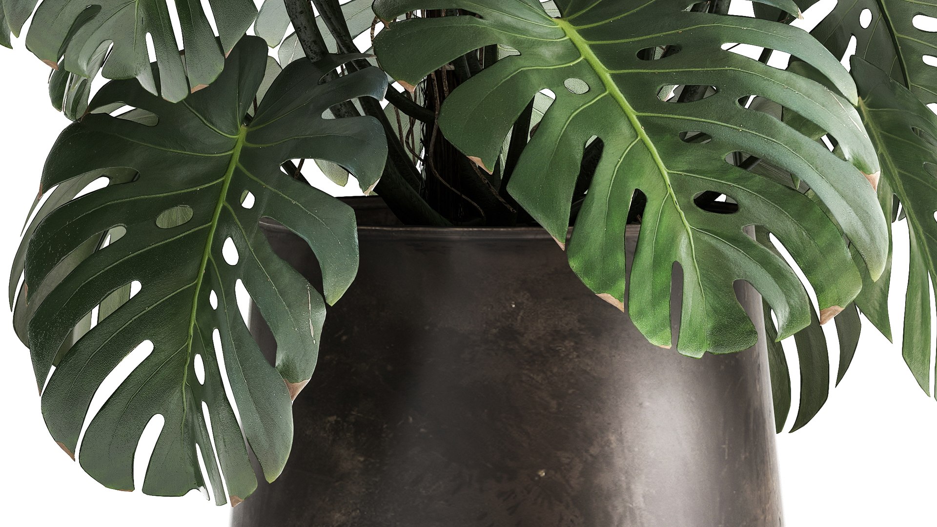 3D Monstera In A Rust Pot For The Interior 1001 - TurboSquid 1749892