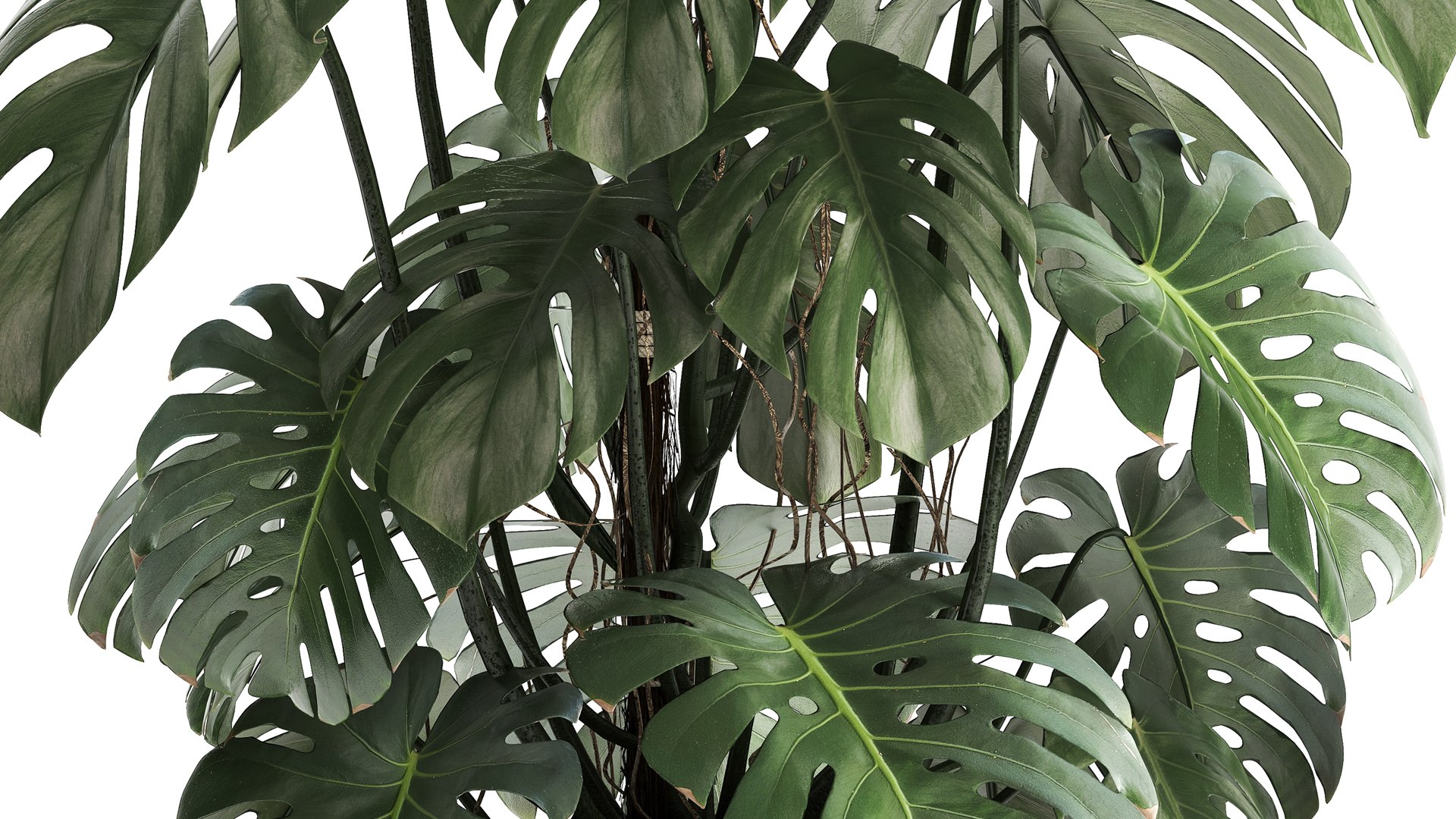 3D Monstera In A Rust Pot For The Interior 1001 - TurboSquid 1749892