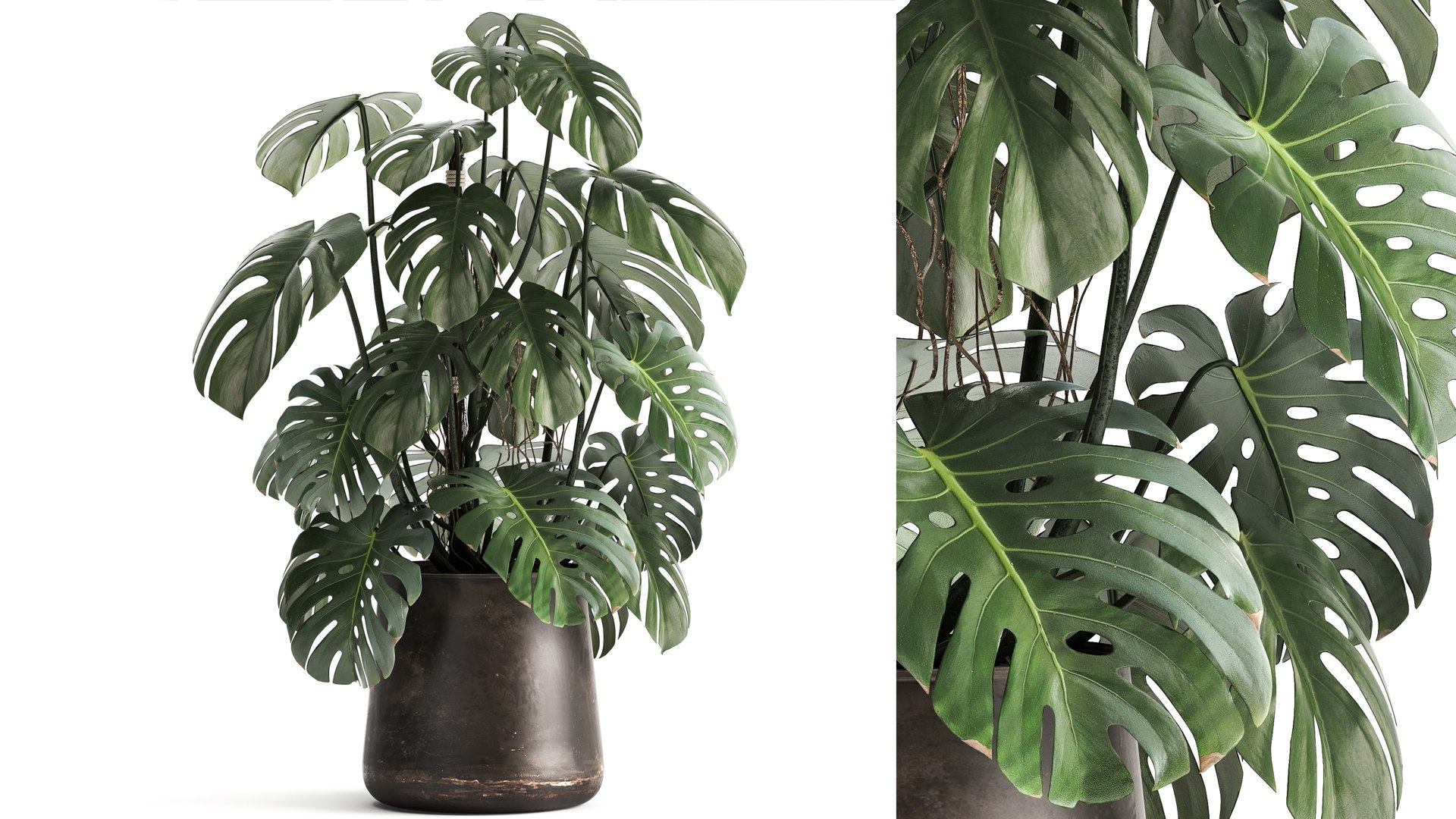 3D Monstera In A Rust Pot For The Interior 1001 - TurboSquid 1749892