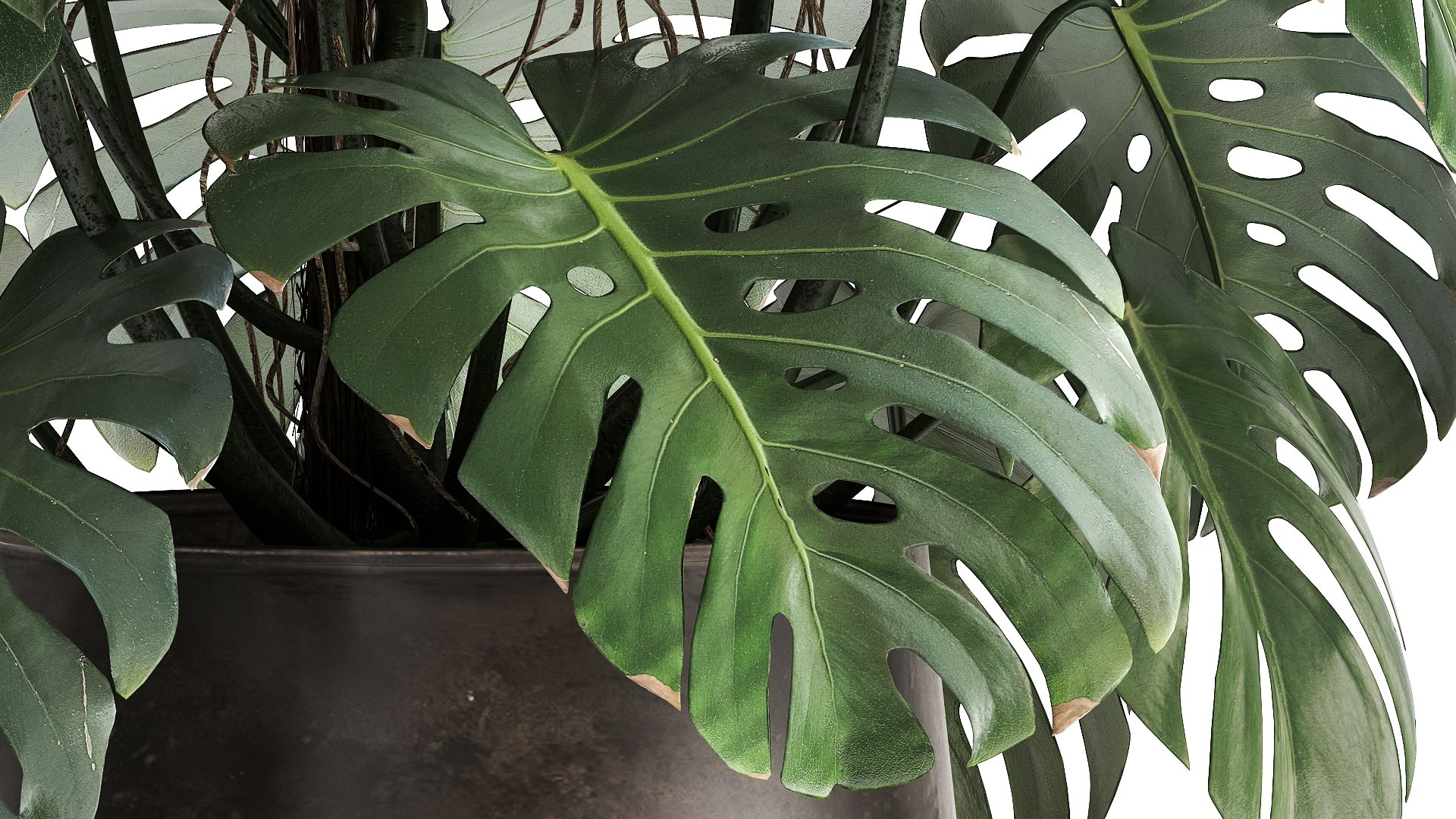3D Monstera In A Rust Pot For The Interior 1001 - TurboSquid 1749892