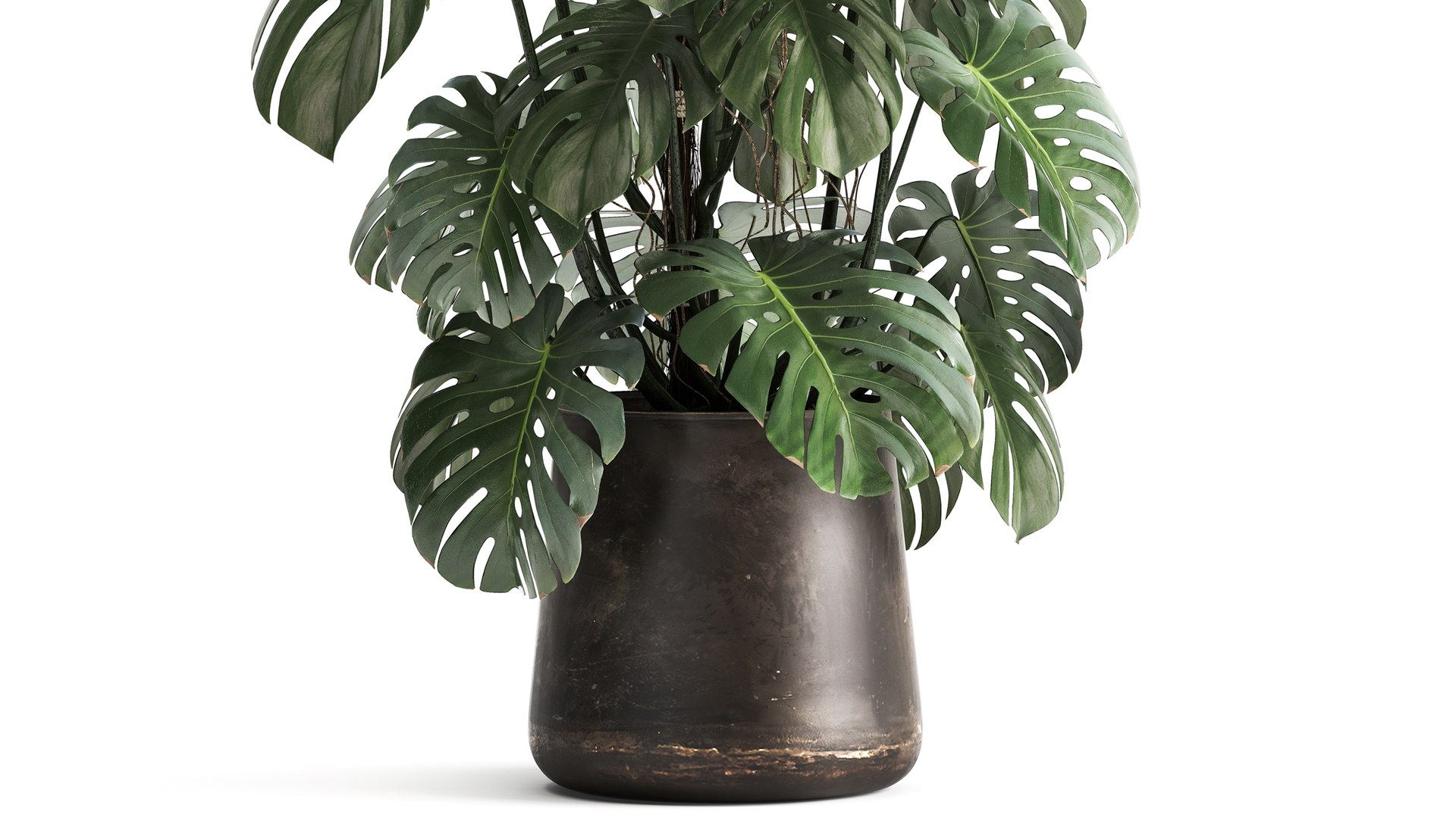 3D Monstera In A Rust Pot For The Interior 1001 - TurboSquid 1749892