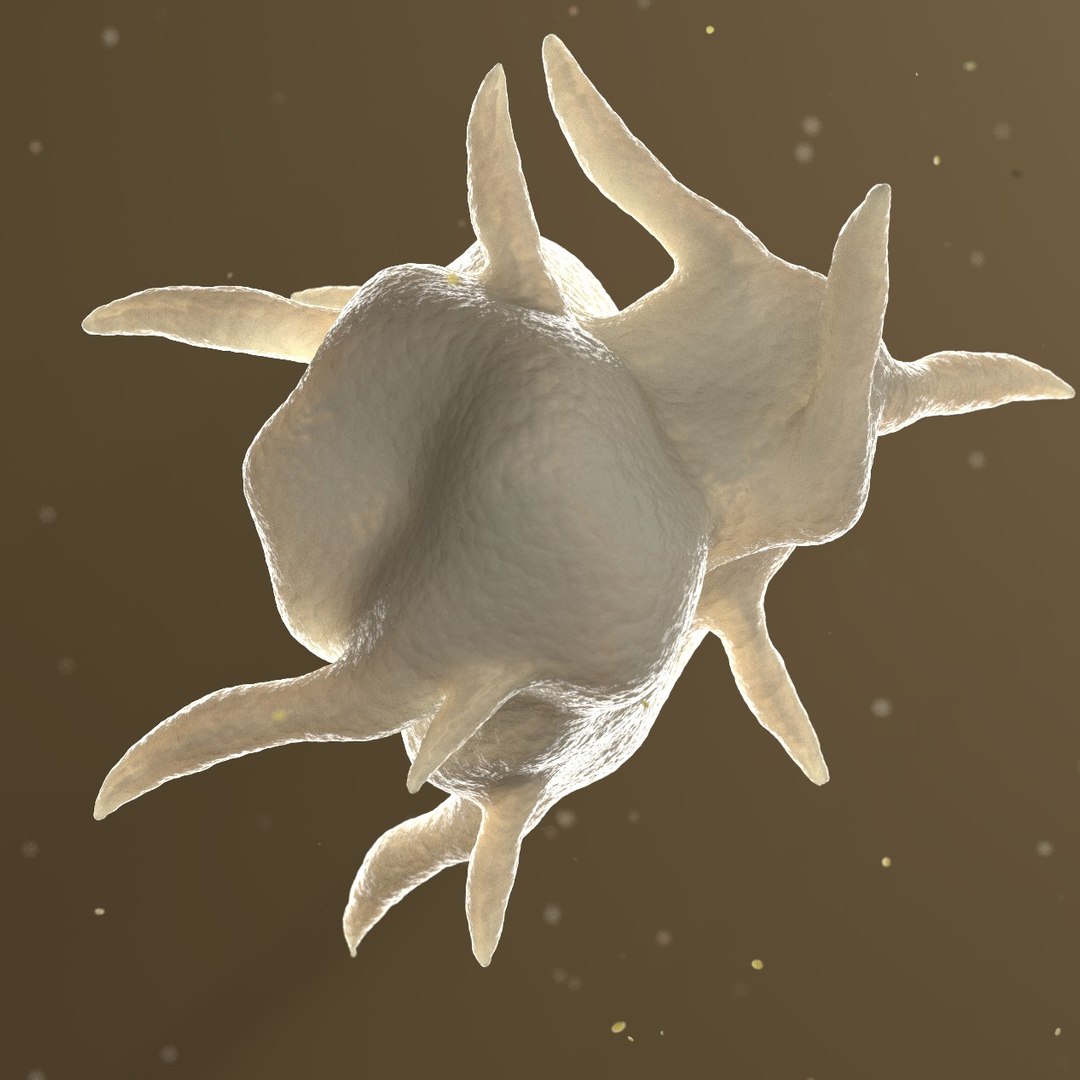 Thrombocyte 9 Platelet 3D Model - TurboSquid 1487969