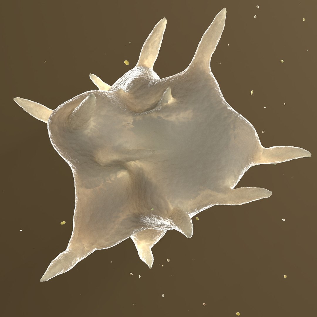 Thrombocyte 9 Platelet 3D Model - TurboSquid 1487969