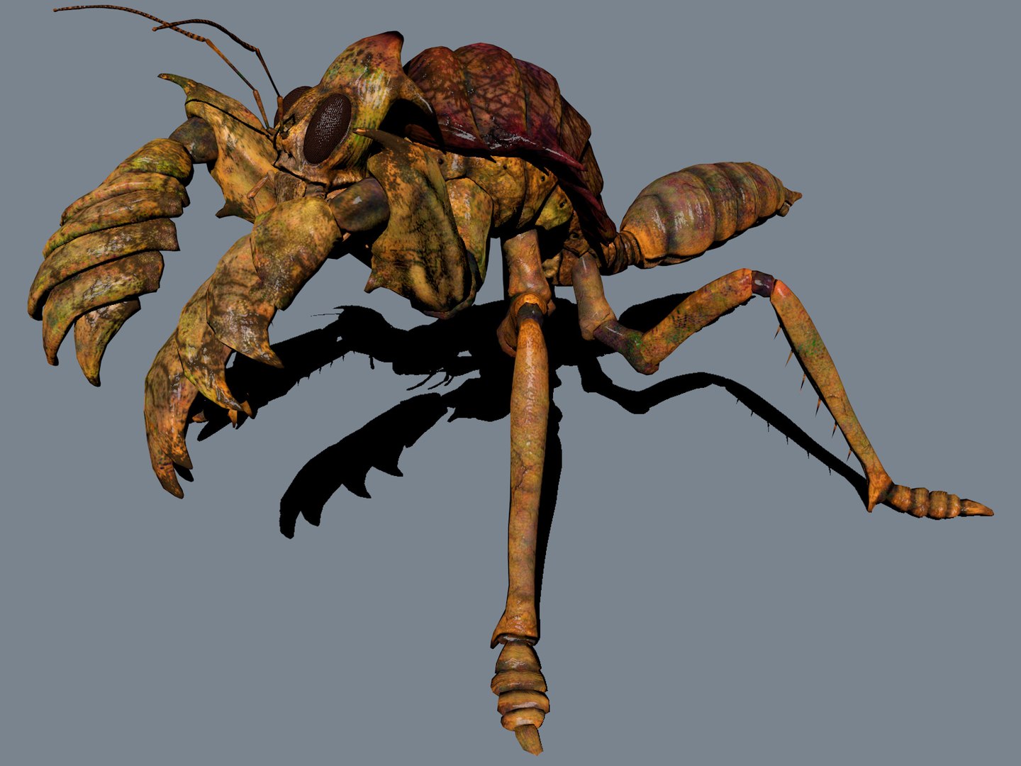 3d Mole Mantis Model