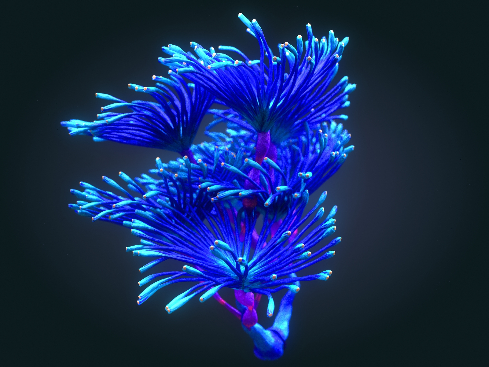 Coral reef plants pack 3D model - TurboSquid 1365785