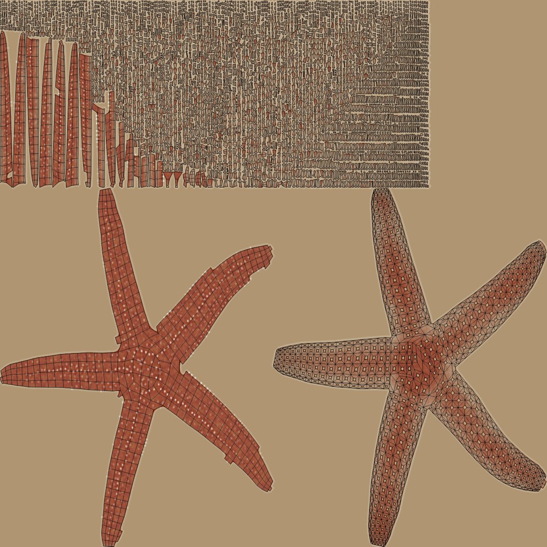 3D Common Starfish Model - TurboSquid 1228643