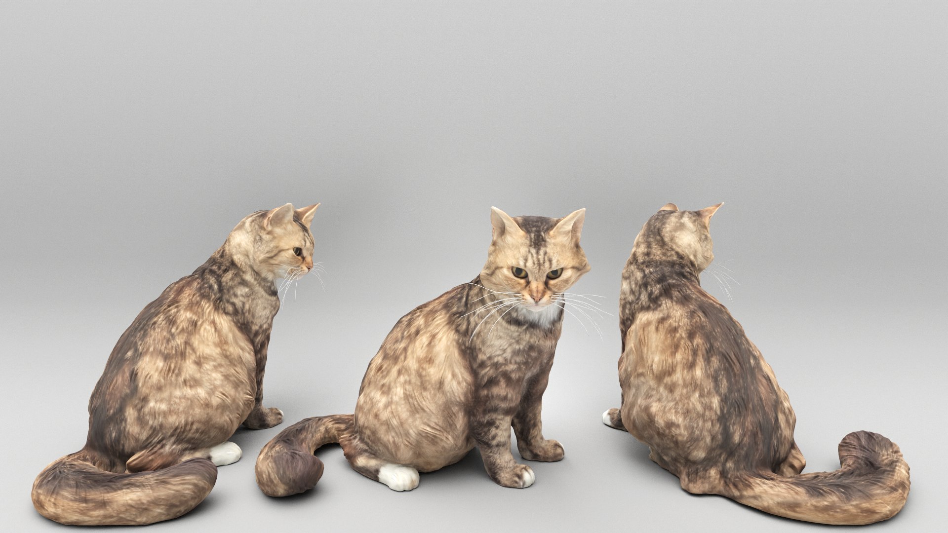 3D Fluffy Cat 28 - TurboSquid 1923808