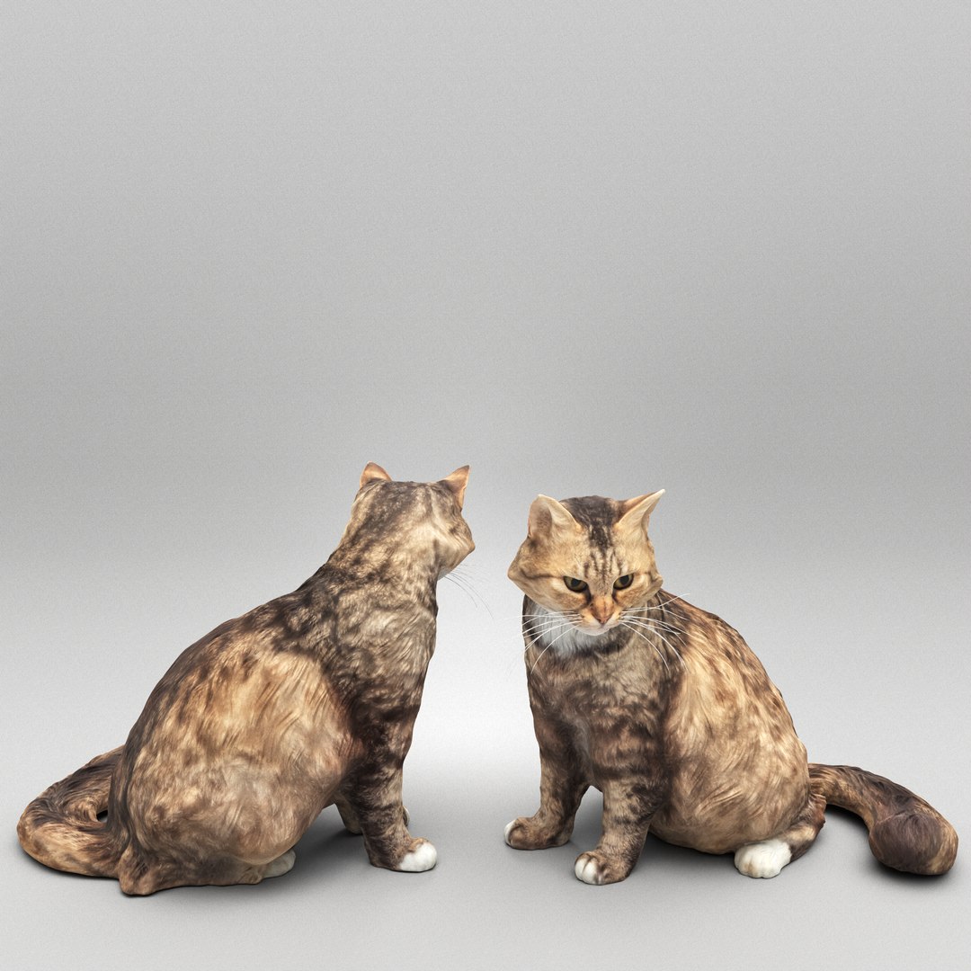 3D Fluffy Cat 28 - TurboSquid 1923808