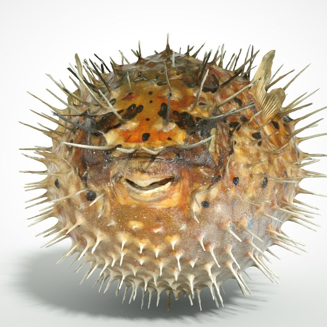 3D Animal Scanned Unity - TurboSquid 1171927