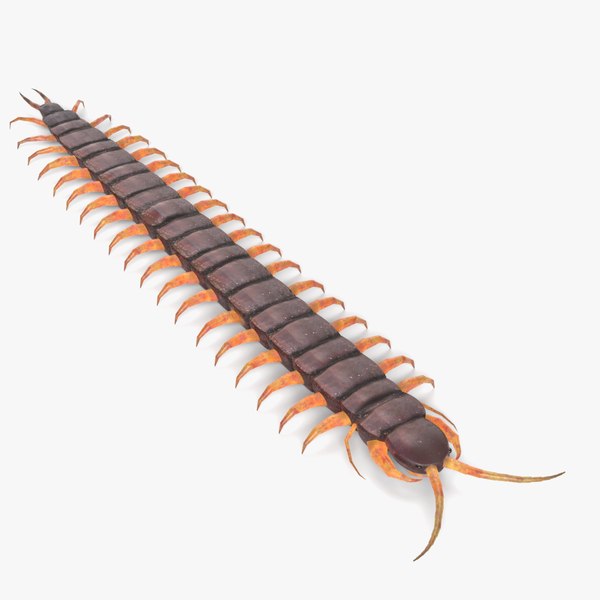 Centipede 3D Models for Download | TurboSquid
