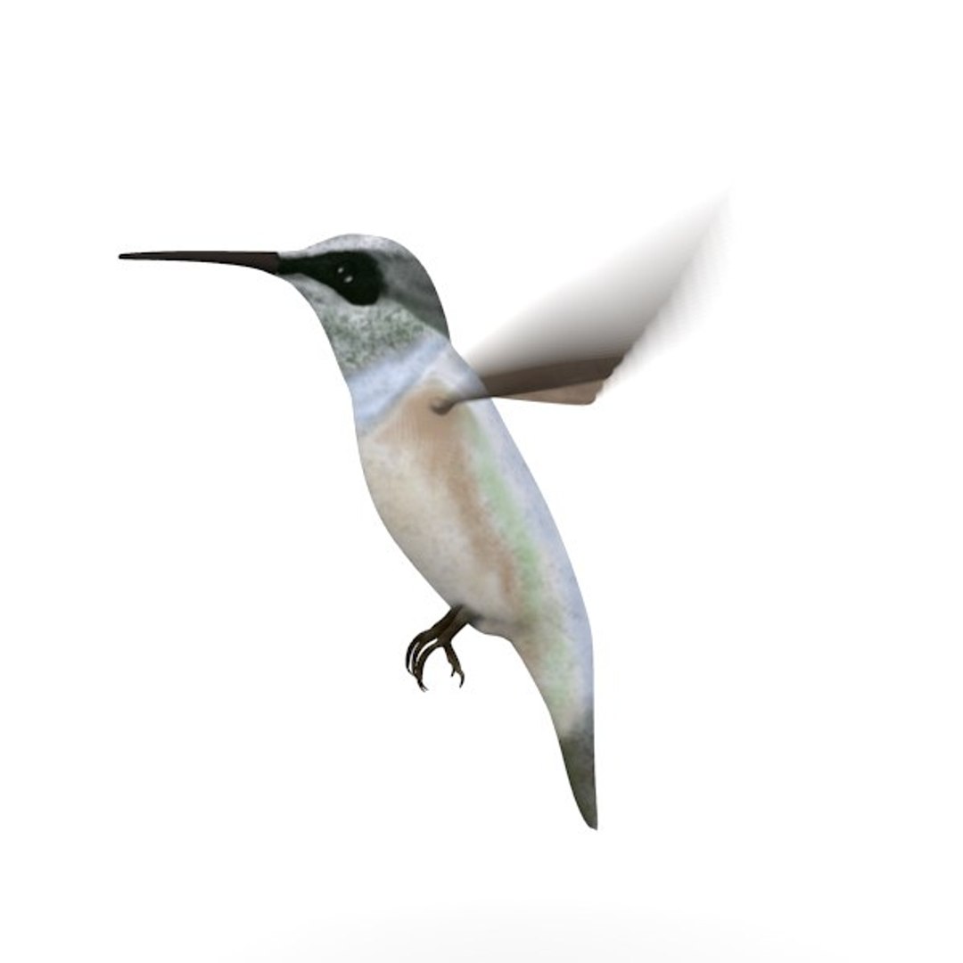3d Colibri Birds