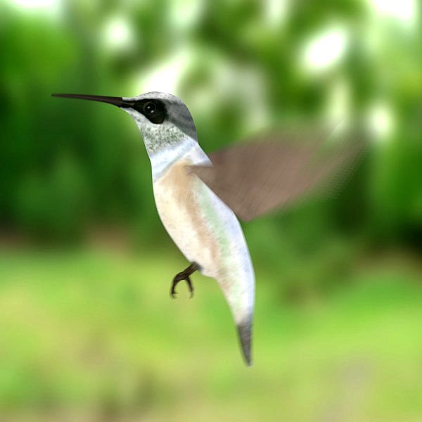 3d colibri birds