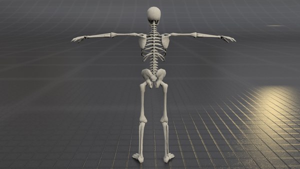 Pack poses skeleton bones 3D model - TurboSquid 1353096