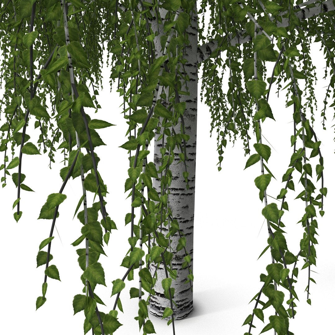 birch tree 3d model