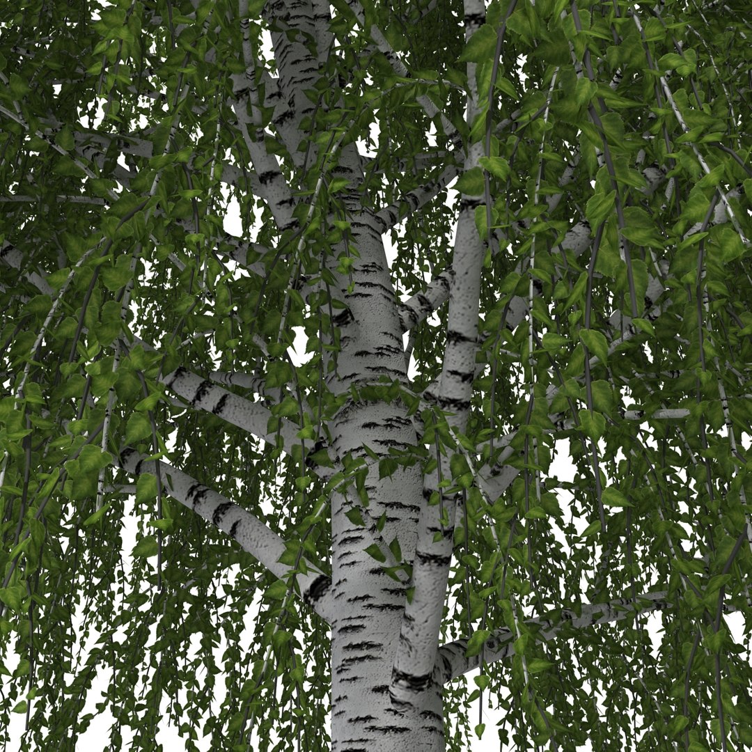 birch tree 3d model