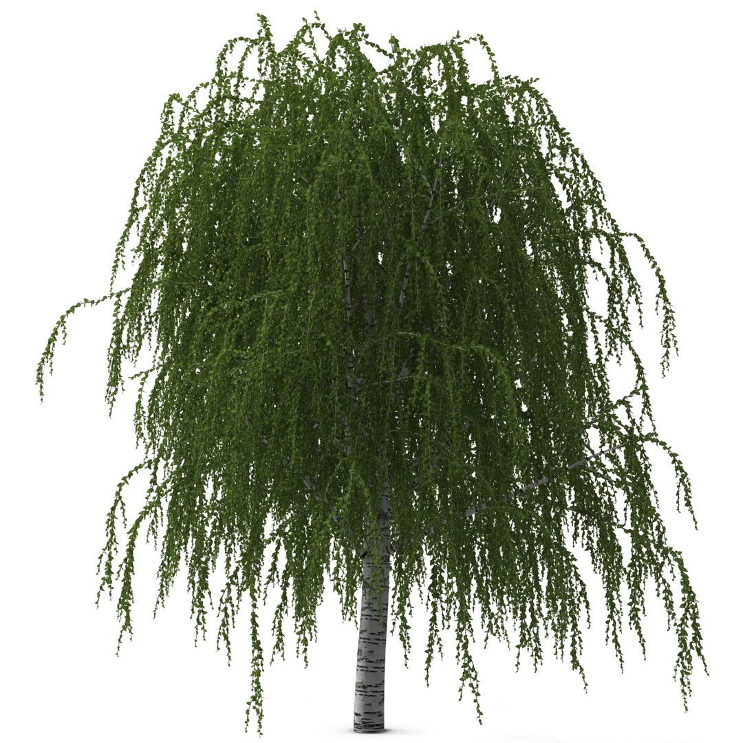 birch tree 3d model