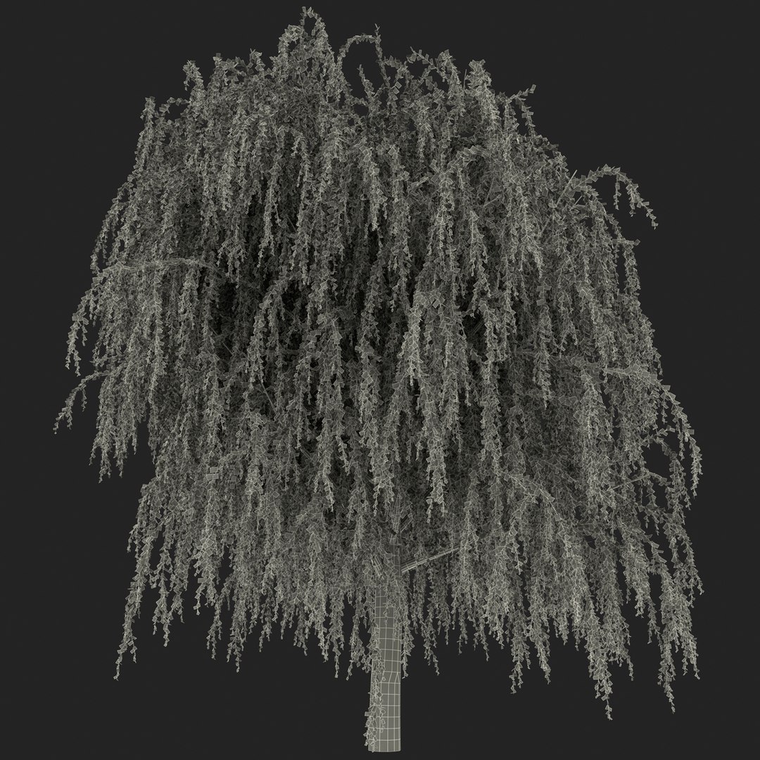 birch tree 3d model