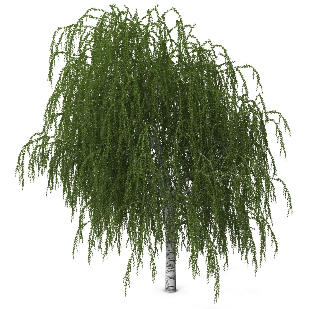birch tree 3d model