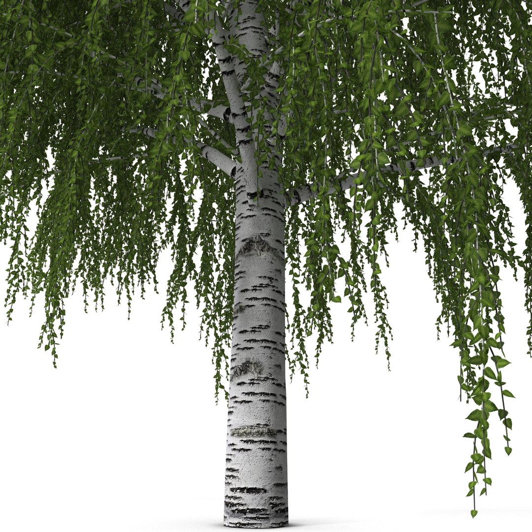 birch tree 3d model