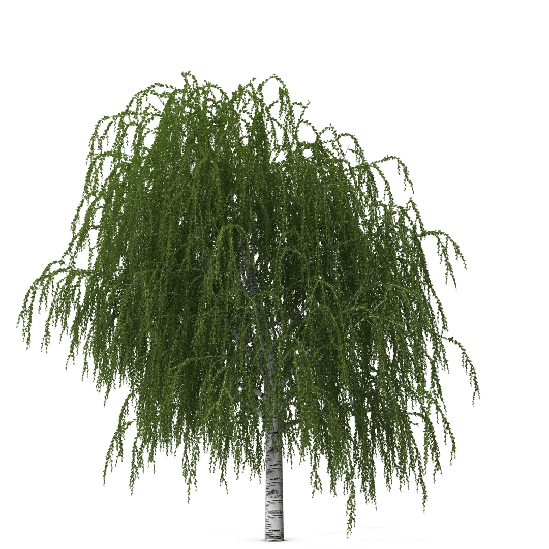 birch tree 3d model