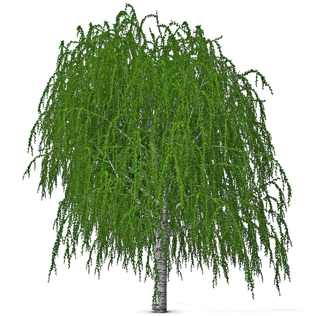 birch tree 3d model
