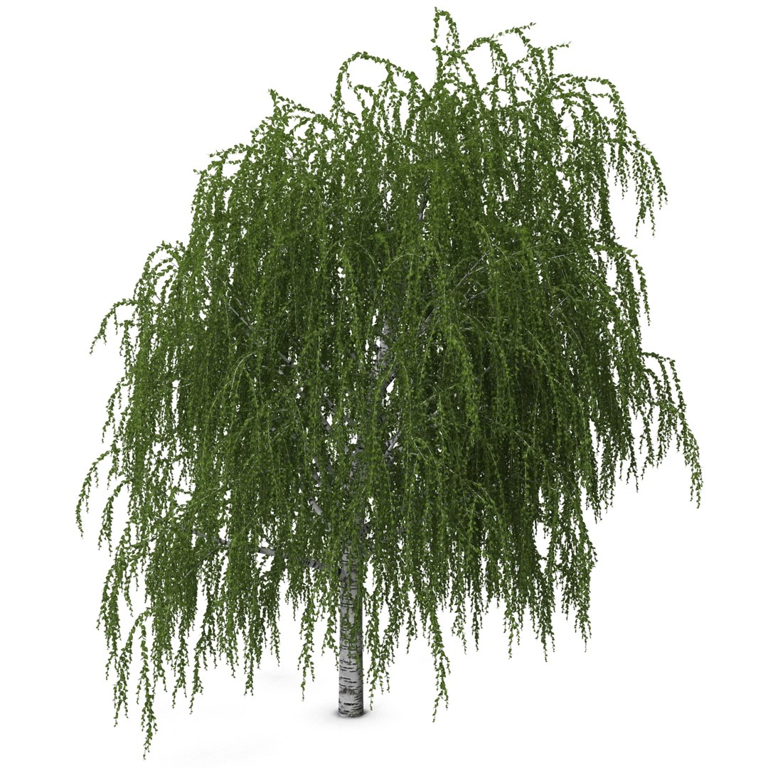 birch tree 3d model