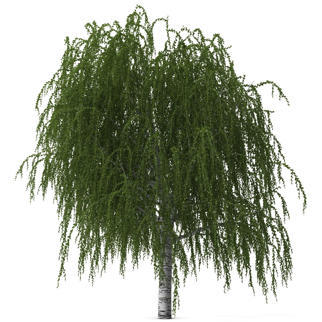 birch tree 3d model