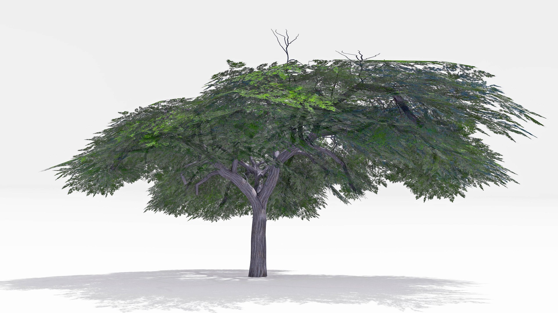 3D Acacia Tree-S16 Model - TurboSquid 2378143