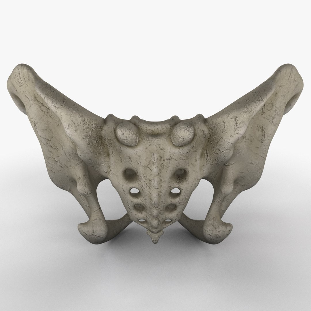 Pelvis Bone 3ds