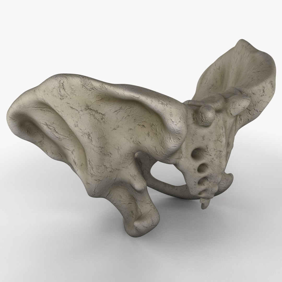 Pelvis Bone 3ds