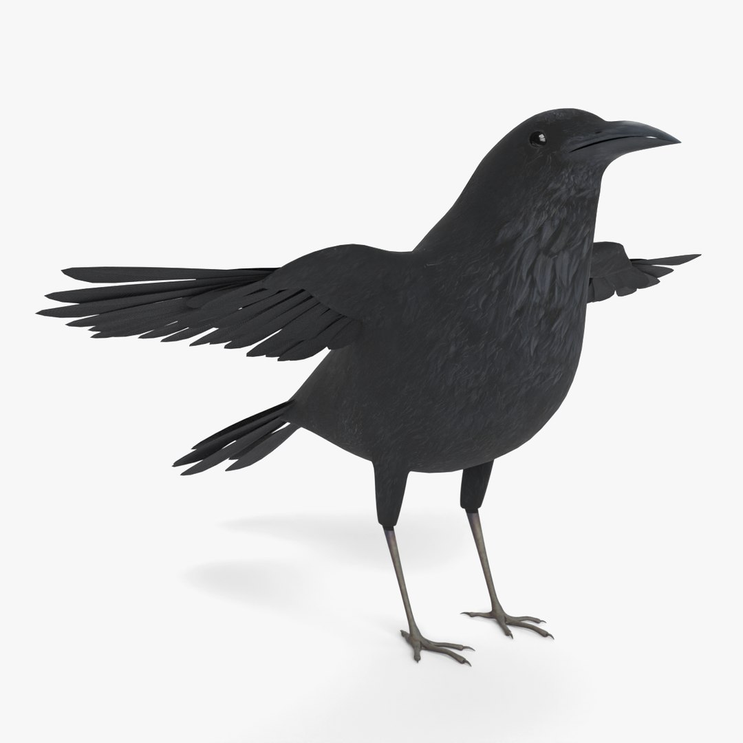 3D model Raven - TurboSquid 2071417